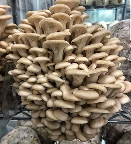 Pearl Oyster Mushroom Liquid Culture