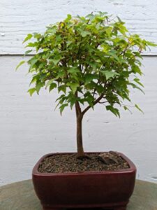 dwarf trident maple outdoor bonsai tree