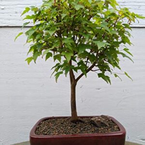 Dwarf Trident Maple Outdoor Bonsai Tree