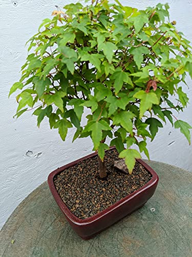 Dwarf Trident Maple Outdoor Bonsai Tree