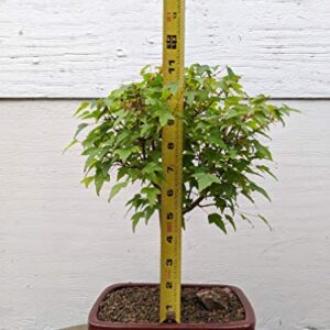 Dwarf Trident Maple Outdoor Bonsai Tree