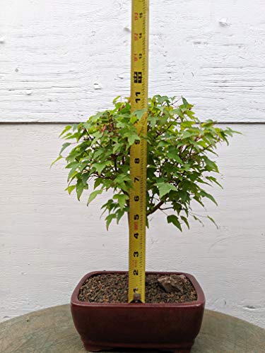 Dwarf Trident Maple Outdoor Bonsai Tree