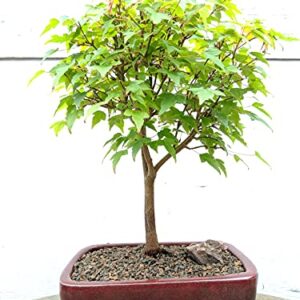 Dwarf Trident Maple Outdoor Bonsai Tree