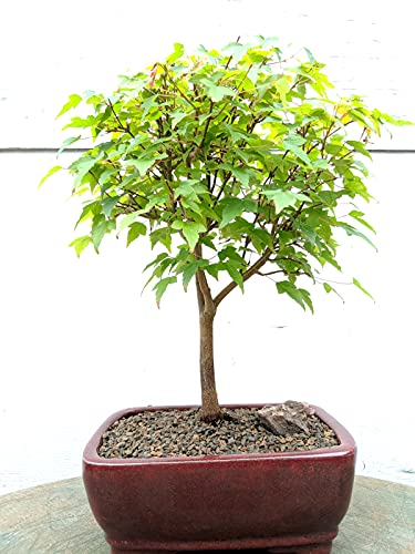 Dwarf Trident Maple Outdoor Bonsai Tree