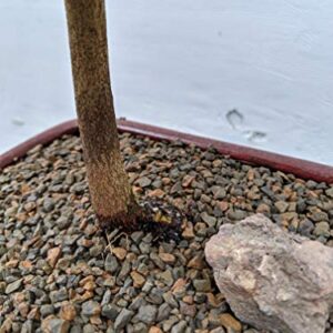 Dwarf Trident Maple Outdoor Bonsai Tree