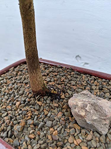 Dwarf Trident Maple Outdoor Bonsai Tree