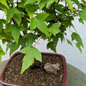 Dwarf Trident Maple Outdoor Bonsai Tree