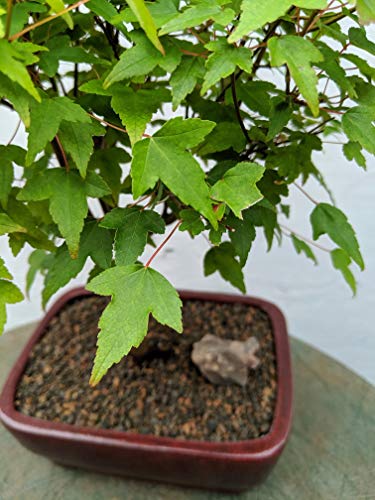 Dwarf Trident Maple Outdoor Bonsai Tree