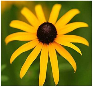 big pack - (100,000+) black eyed susan flower seeds - self reseeds rudbeckia hirta - perfect golden cut flowers - flower seeds by myseeds.co (big pack - black eyed susan)