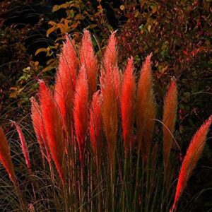 Mggsndi 300Pcs Cortaderia Selloana Seeds Pampas Grass Home Garden Balcony Bonsai Decor - Heirloom Non GMO - Seeds for Planting an Indoor and Outdoor Garden Pink Cortaderia Selloana Seeds