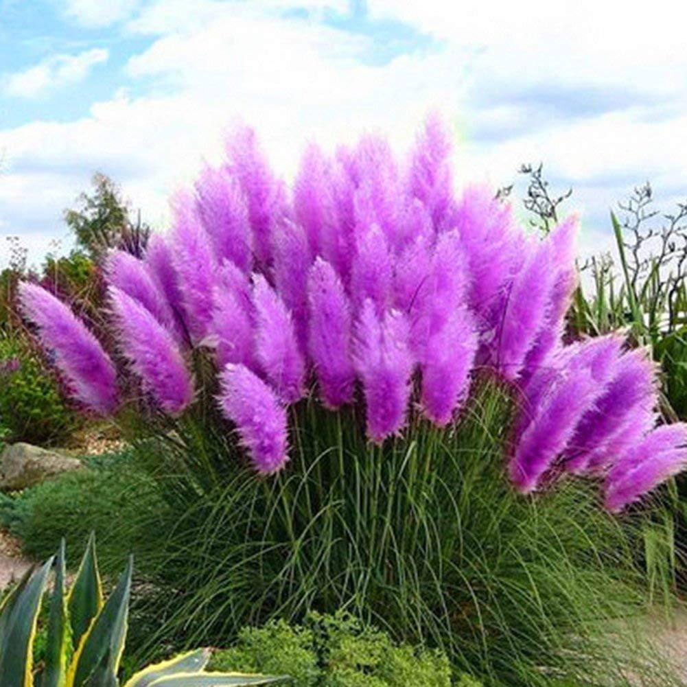 Mggsndi 300Pcs Cortaderia Selloana Seeds Pampas Grass Home Garden Balcony Bonsai Decor - Heirloom Non GMO - Seeds for Planting an Indoor and Outdoor Garden Pink Cortaderia Selloana Seeds