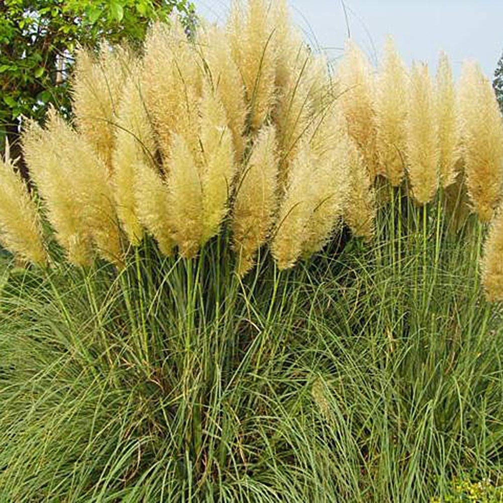 Mggsndi 300Pcs Cortaderia Selloana Seeds Pampas Grass Home Garden Balcony Bonsai Decor - Heirloom Non GMO - Seeds for Planting an Indoor and Outdoor Garden Pink Cortaderia Selloana Seeds