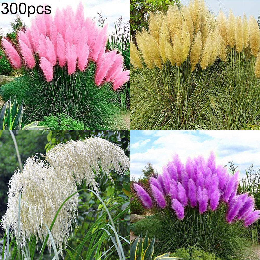 Mggsndi 300Pcs Cortaderia Selloana Seeds Pampas Grass Home Garden Balcony Bonsai Decor - Heirloom Non GMO - Seeds for Planting an Indoor and Outdoor Garden Pink Cortaderia Selloana Seeds