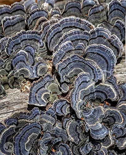 100 Turkey Tail Mushroom Spawn Plugs to Grow Gourmet and Medicinal Mushrooms at Home or commercially.