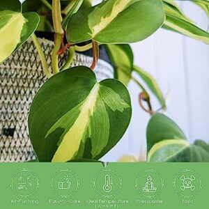 American Plant Exchange Live Philodendron Brasil Plant, Sweetheart Plant, Heart-Leaf Plant, Plant Pot for Home and Garden Decor, 6" Pot