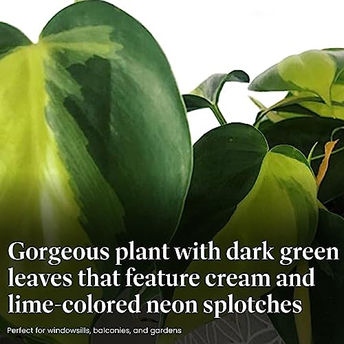 American Plant Exchange Live Philodendron Brasil Plant, Sweetheart Plant, Heart-Leaf Plant, Plant Pot for Home and Garden Decor, 6" Pot