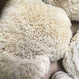 100 Lion's Mane Mushroom Spawn Plugs to Grow Gourmet and Medicinal Mushrooms at Home or commercially - Use to Grow on Straw or Sawdust Blocks - G1 or G2 Spawn