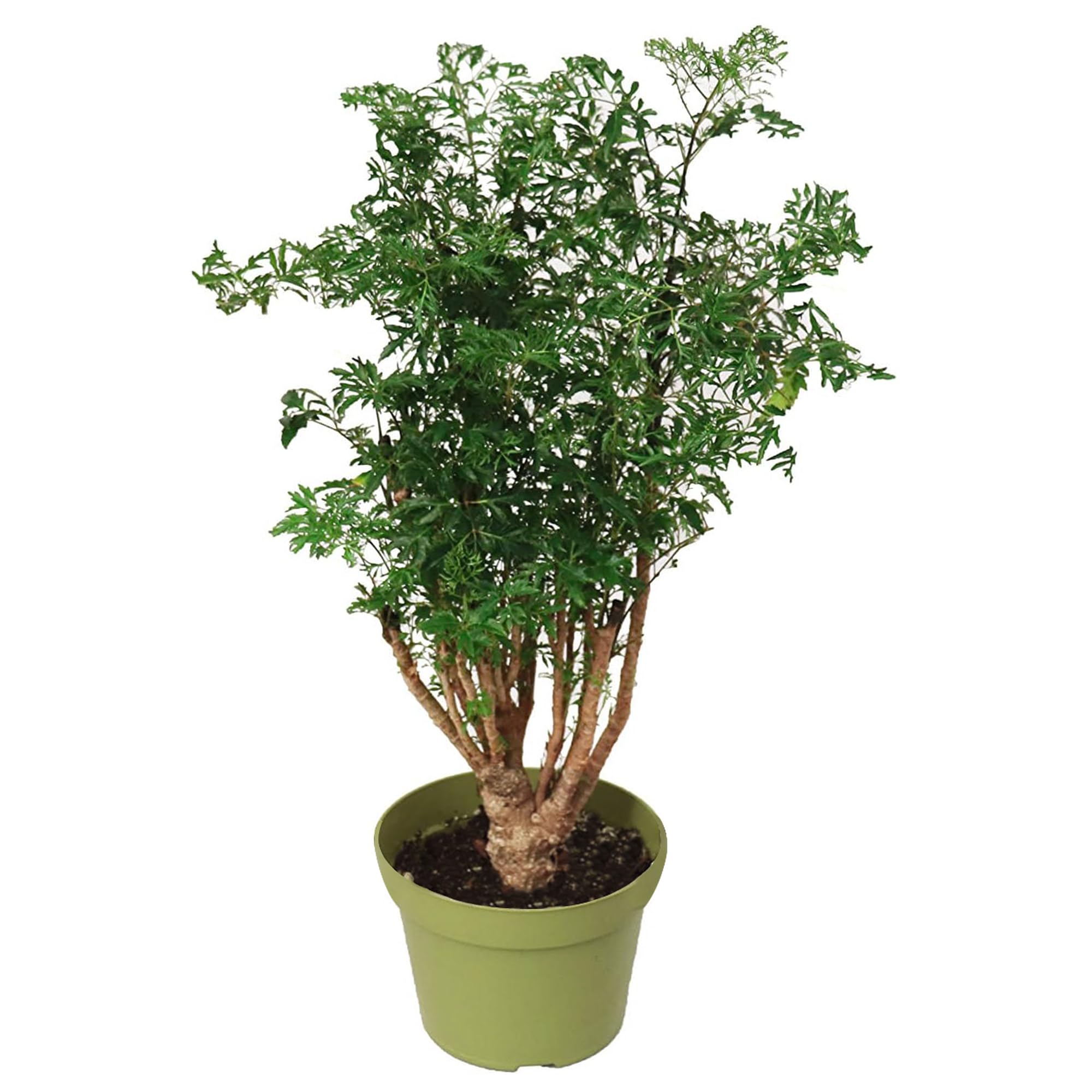 California Tropicals Ming Aralia 6'' Live Bonsai Tree - Unique and Easy to Grow Houseplant for Hobbies, Desk, Interior Ideas, Gardening, Crafts, Gifts, and Starter Gardeners