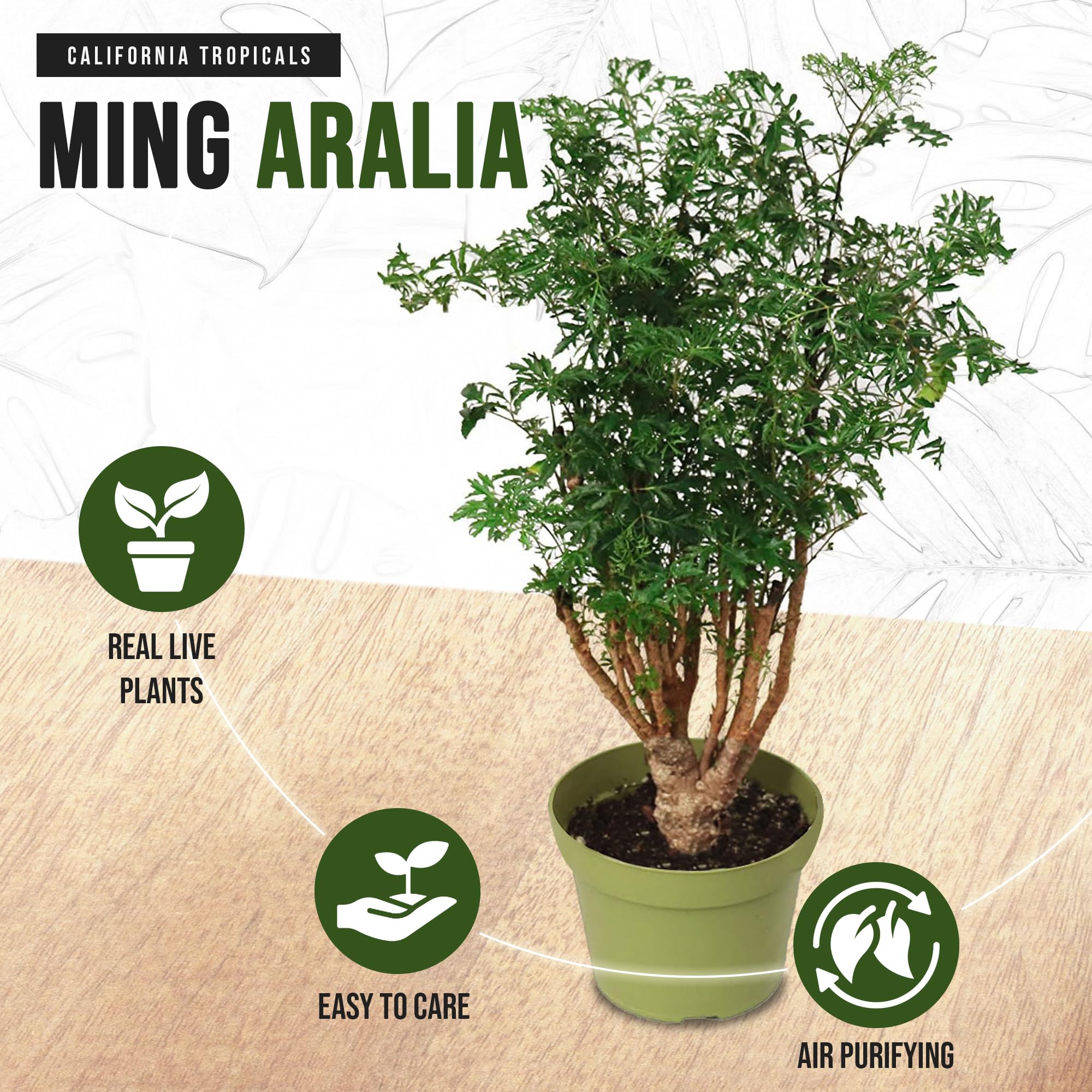 California Tropicals Ming Aralia 6'' Live Bonsai Tree - Unique and Easy to Grow Houseplant for Hobbies, Desk, Interior Ideas, Gardening, Crafts, Gifts, and Starter Gardeners