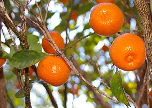 Brighter Blooms - Calamondin Orange Tree, 3-4 Ft. - Indoor/Outdoor Patio Citrus Trees, Ready to Give Fruit - Cannot Ship to FL, CA, TX, LA, OR, AL, and AZ