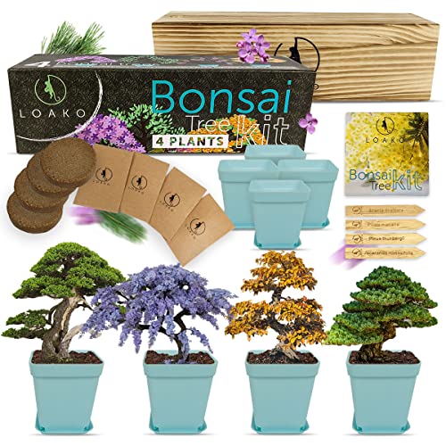 Bonsai Tree Seed Starter Kit - Complete Growing Kit - Grow 4 Bonsai Tree Live Indoor Plant from Seed - Adult Crafts - Grow Your Own Live Plant - Great DIY Kits for Adults - Crafts for Adults