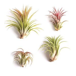 Shop Succulents | Good Juju Tropical Tillandsia Air Plant Kit, Hand Selected Variety Pack | Collection of 4