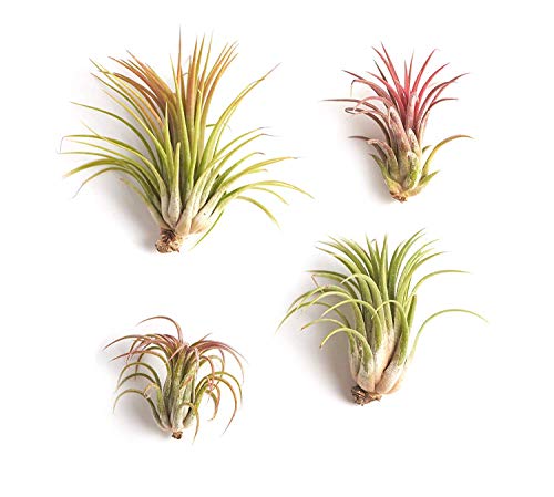 Shop Succulents | Good Juju Tropical Tillandsia Air Plant Kit, Hand Selected Variety Pack | Collection of 4