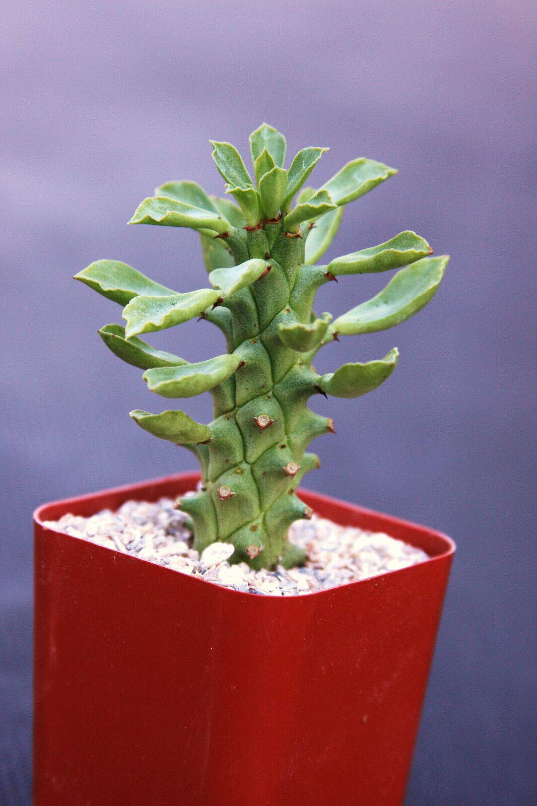 Toyensnow - Monadenium Guntheri Exotic Rare Cactus Aloe Cacti Caudex Euphorbia Bonsai (2" Pot)