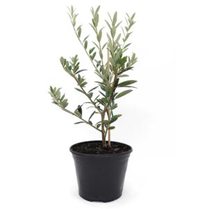 american plant exchange arbequina olive tree, 5" pot, 1.5ft tal, elegant, live fruiting houseplant for home & garden, self-pollinating