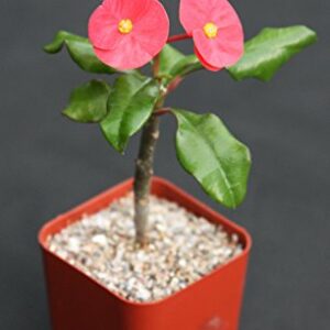 Toyensnow - Euphorbia geroldii Exotic Rare monadenium Cacti Caudex Indoor Aloe Bonsai (2" Pot)