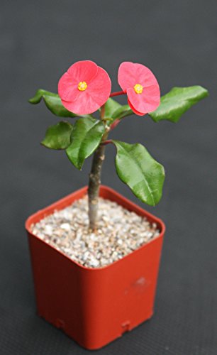 Toyensnow - Euphorbia geroldii Exotic Rare monadenium Cacti Caudex Indoor Aloe Bonsai (2" Pot)