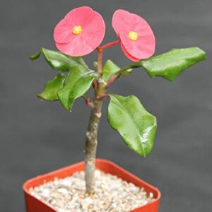 Toyensnow - Euphorbia geroldii Exotic Rare monadenium Cacti Caudex Indoor Aloe Bonsai (2" Pot)