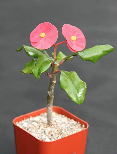 Toyensnow - Euphorbia geroldii Exotic Rare monadenium Cacti Caudex Indoor Aloe Bonsai (2" Pot)