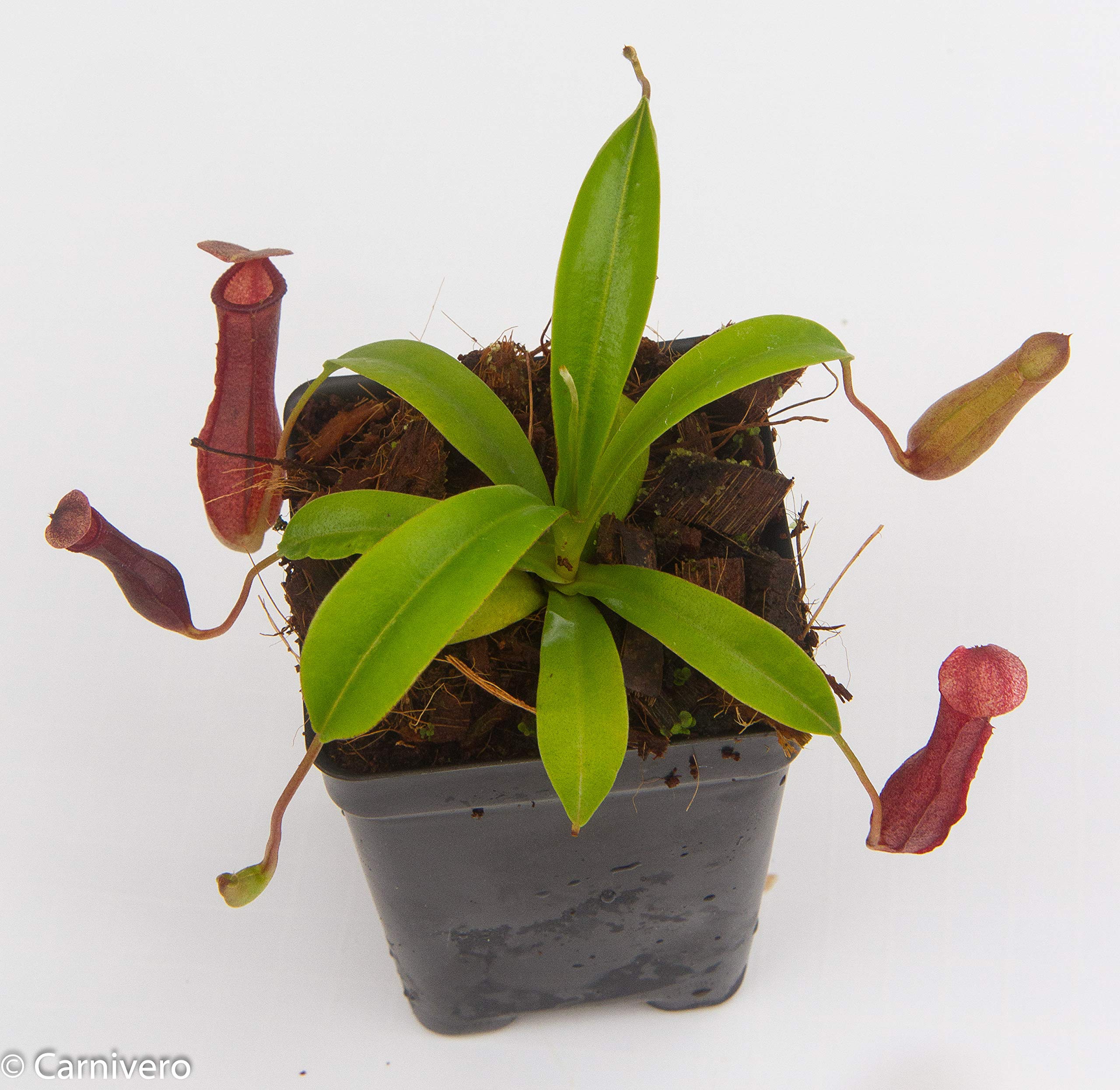 Tropical Pitcher Plant Bill Bailey Carnivorous Plant Live Plant