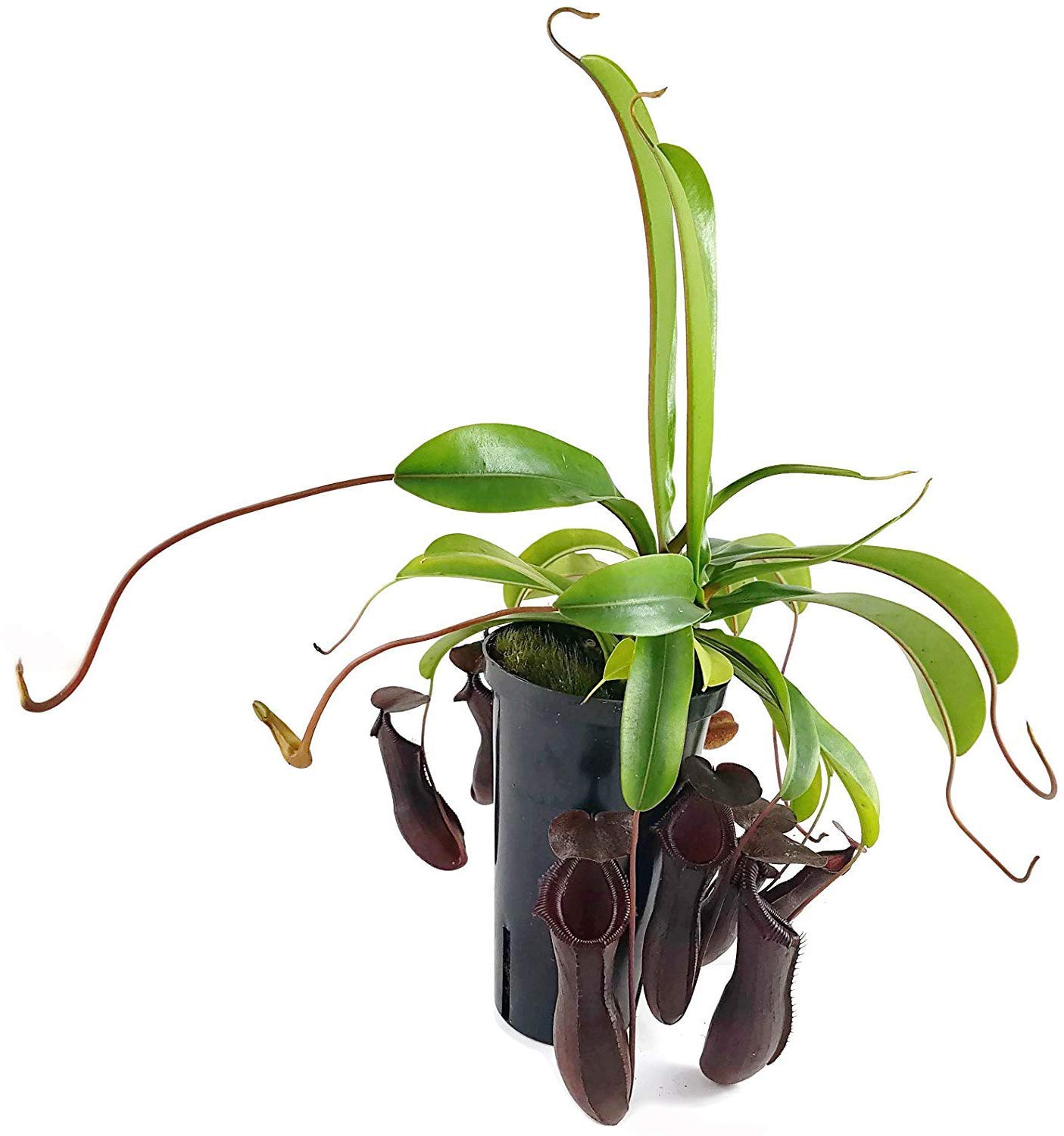 Tropical Pitcher Plant Bill Bailey Carnivorous Plant Live Plant