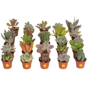 costa farms succulents (25 pack), live mini succulent plants, grower's choice live houseplants, potted in nursery plant pots, potting soil, gift for bulk baby shower, bridal shower, diy room decor