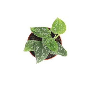 Satin Pothos - 4'' from California Tropicals