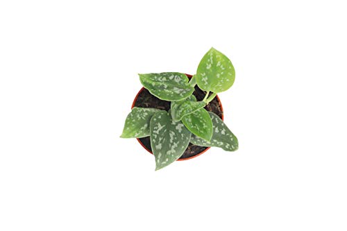 Satin Pothos - 4'' from California Tropicals