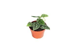 satin pothos - 4'' from california tropicals