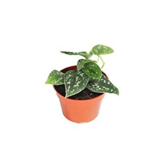 Satin Pothos - 4'' from California Tropicals