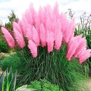 wyksoku bonsai ornamental plant flower seeds, 300pcs cortaderia selloana seeds pampas grass home garden balcony bonsai decor - pink cortaderia selloana seeds