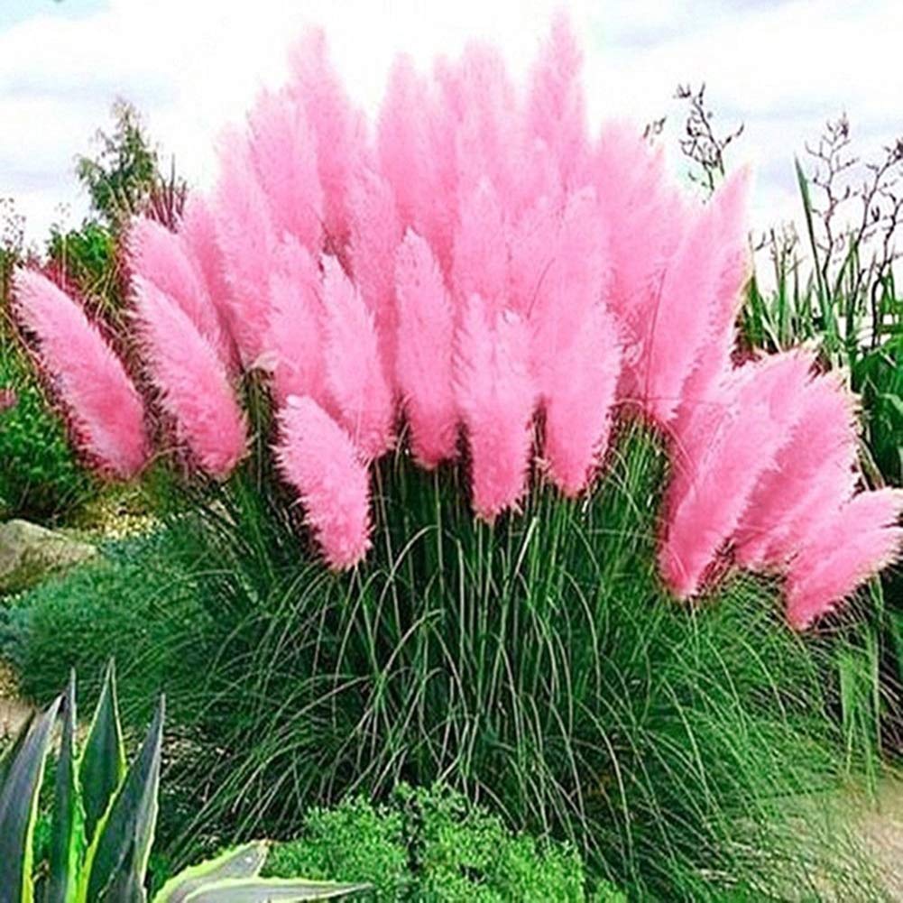 WYKsoku Bonsai Ornamental Plant Flower Seeds, 300Pcs Cortaderia Selloana Seeds Pampas Grass Home Garden Balcony Bonsai Decor - Pink Cortaderia Selloana Seeds