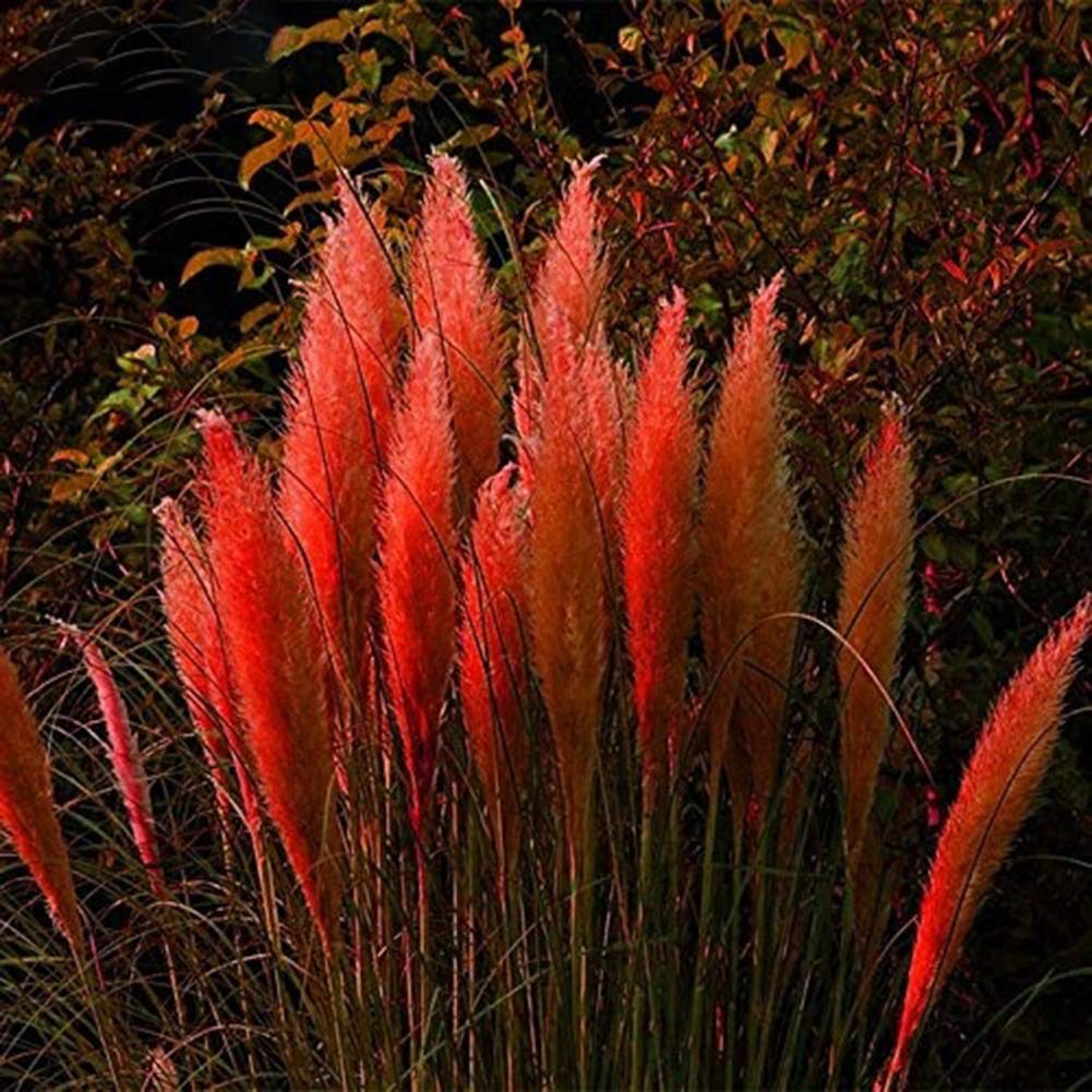 WYKsoku Bonsai Ornamental Plant Flower Seeds, 300Pcs Cortaderia Selloana Seeds Pampas Grass Home Garden Balcony Bonsai Decor - Pink Cortaderia Selloana Seeds