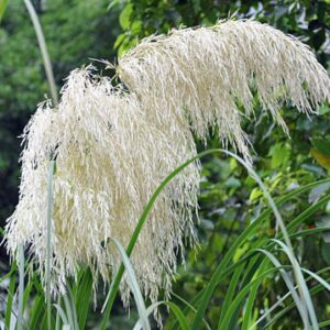 WYKsoku Bonsai Ornamental Plant Flower Seeds, 300Pcs Cortaderia Selloana Seeds Pampas Grass Home Garden Balcony Bonsai Decor - Pink Cortaderia Selloana Seeds