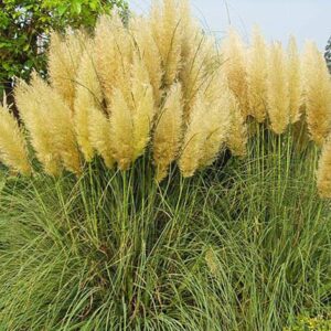 WYKsoku Bonsai Ornamental Plant Flower Seeds, 300Pcs Cortaderia Selloana Seeds Pampas Grass Home Garden Balcony Bonsai Decor - Pink Cortaderia Selloana Seeds