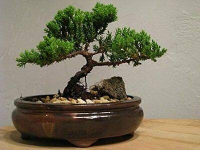 Bonsai Live Tree Flowering Xmas Juniper Live Plant Great Gift Pot Home Decor