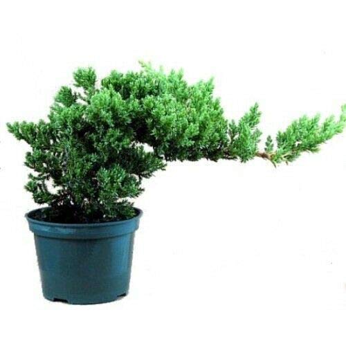 legendary-yes Bonsai Tree Live Rooted Japanese Dwarf Juniper Fully Rooted Potted in 4" Training Pot