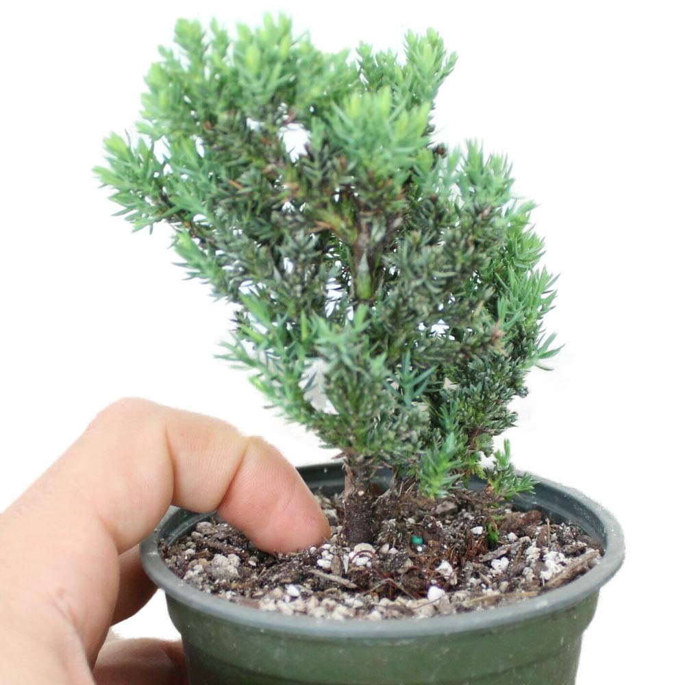 legendary-yes Bonsai Tree Live Rooted Japanese Dwarf Juniper Fully Rooted Potted in 4" Training Pot