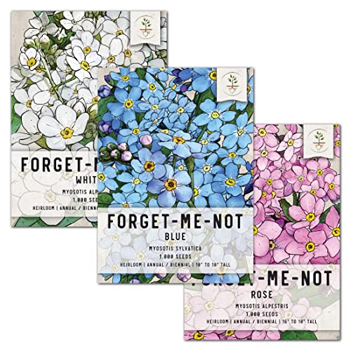 Seed Needs, Forget-Me-Not Seed Packet Collection (Includes 3,000 Forget-Me-Not Seeds for Planting) Heirloom, & Open Pollinated - Rose, Blue & White