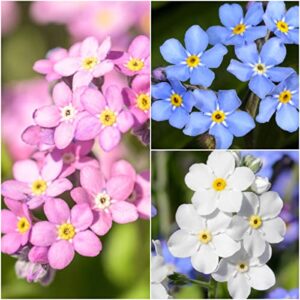 Seed Needs, Forget-Me-Not Seed Packet Collection (Includes 3,000 Forget-Me-Not Seeds for Planting) Heirloom, & Open Pollinated - Rose, Blue & White